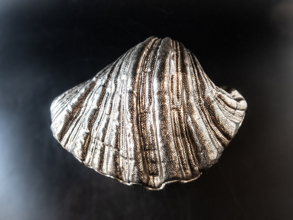 Large Castilian Imports Silver Shell Porcelain Oyster Shell Sea Shell ...